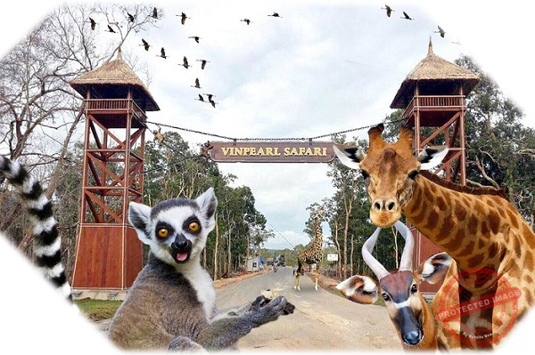 Vé Cáp Treo Việt Nam - Phòng Vé Đại Lý Chính Thức